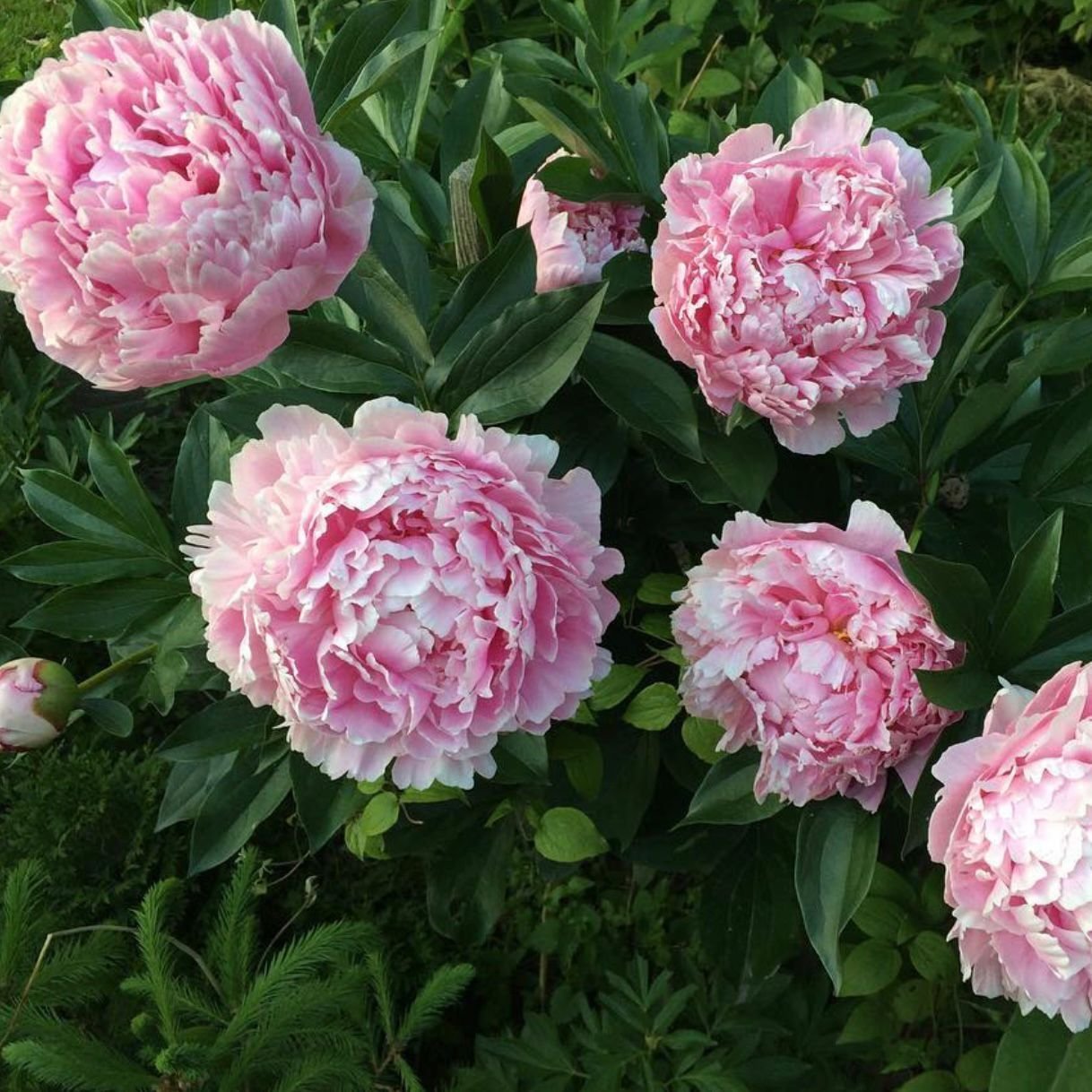 Пион "Катарина Фонтейн" (Paeonia "Catharina Fonteyn")