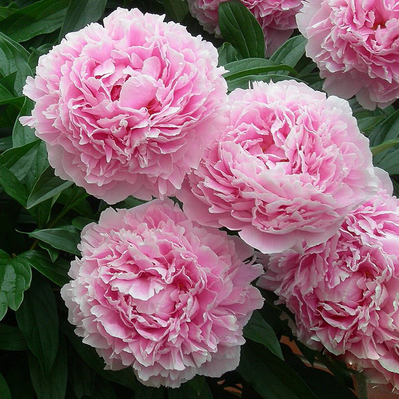 Пион "Сара Бернар" (Paeonia "Sarah Bernhardt")
