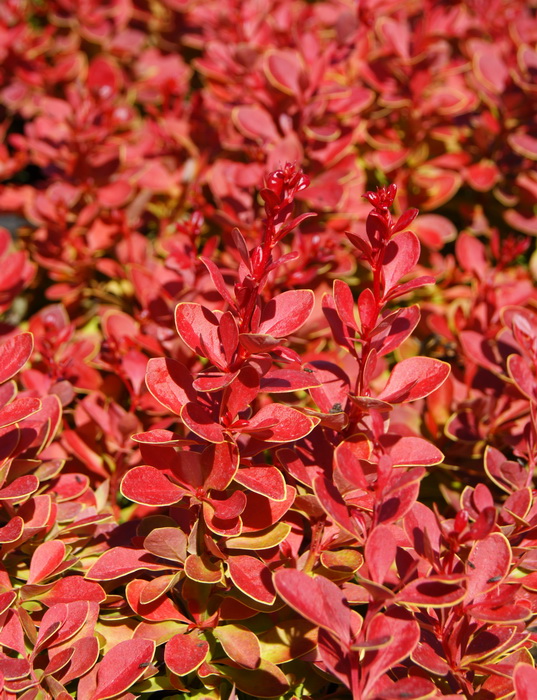 Барбарис Тунберга Корал (Berberis thunbergii Coral)