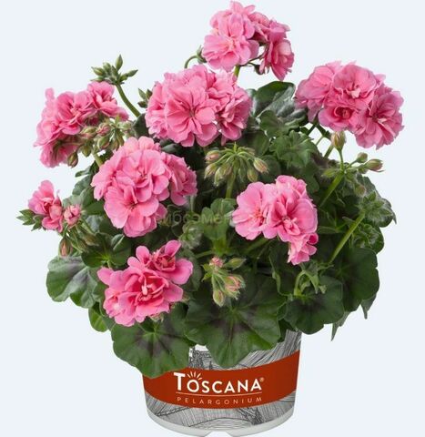 Пеларгония плющелистная (Герань) Moonflair light pink (Мунфлаир Лайт Пинк)